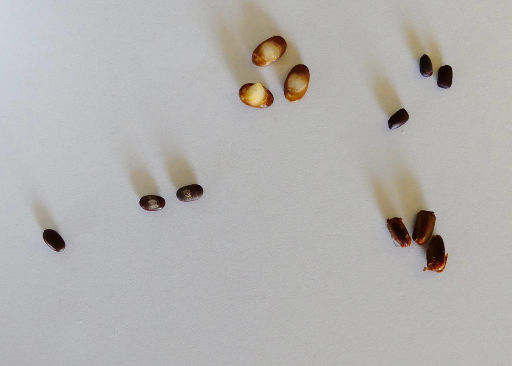 Lesotho – Preparation of planting fertilizer trees – Transjardins ...