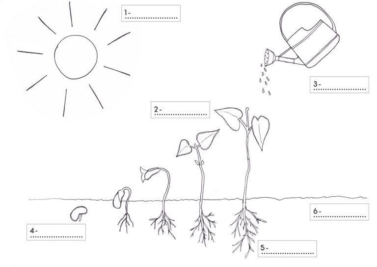 Croissance du Haricot – Transjardins