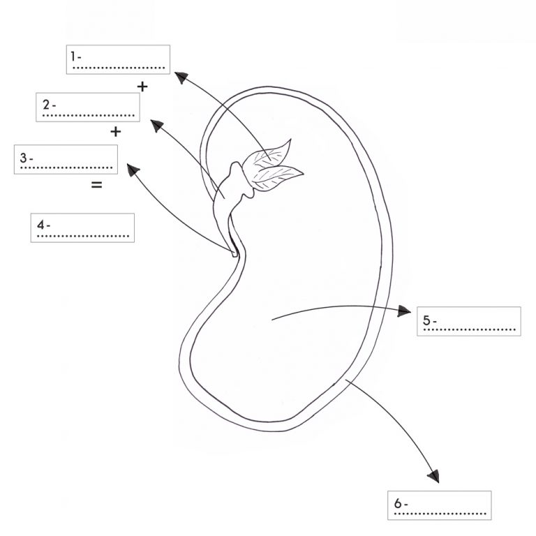 La graine de haricot – Transjardins – Transgardens