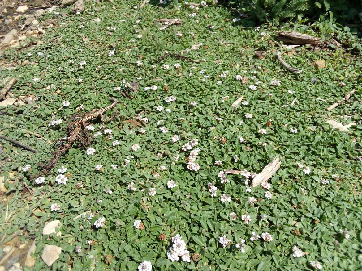 Couvre sol – Transjardins