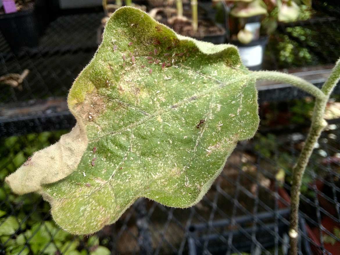 Traitements des acariens du potager – Transjardins