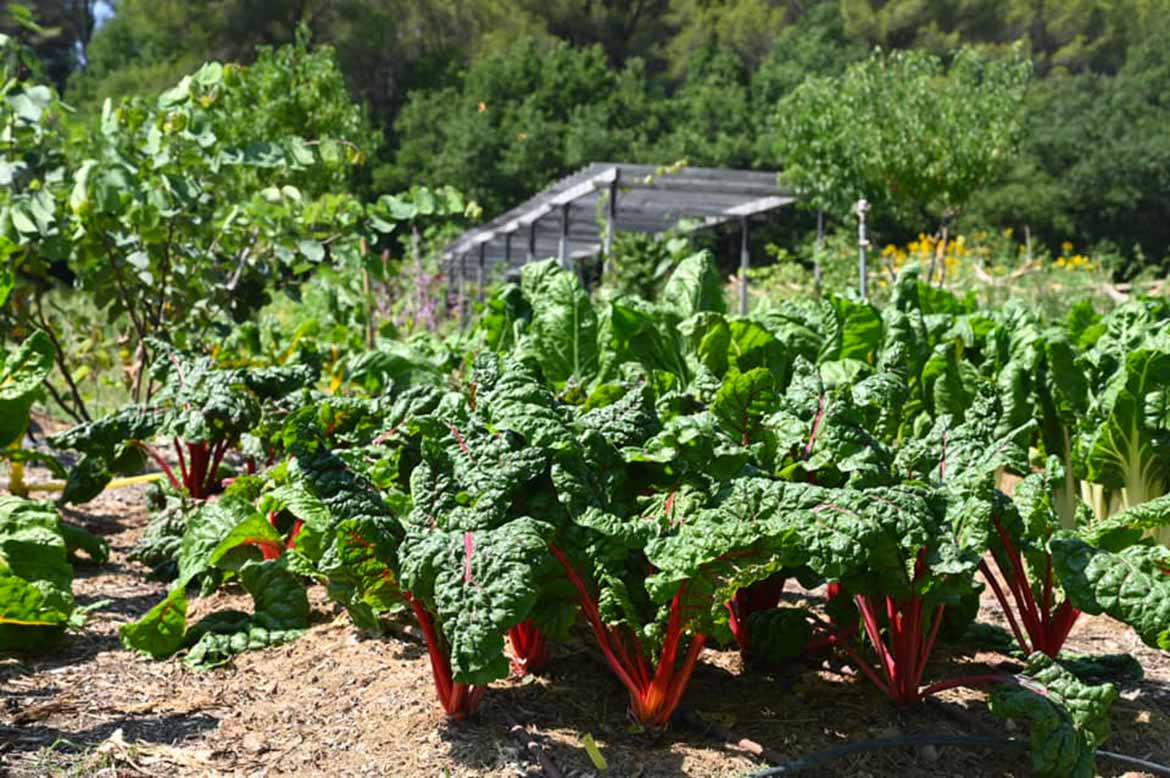 Les couleurs du potager – Transjardins – Transgardens