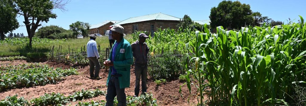 Farming our Future’ educational farm, Lesotho – Transjardins