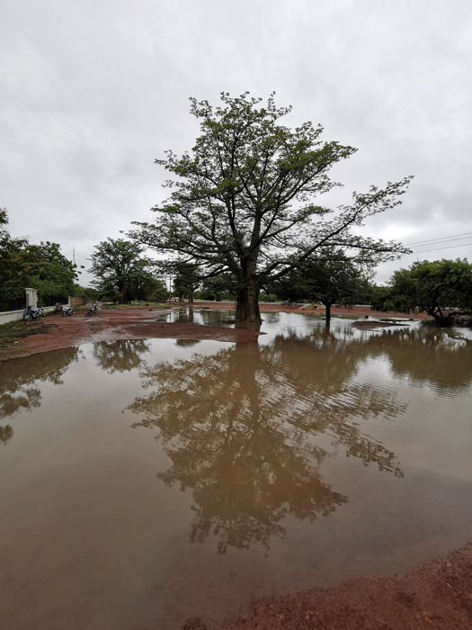 The rainy season in Bala – Bala, Senegal – Transjardins – Transgardens