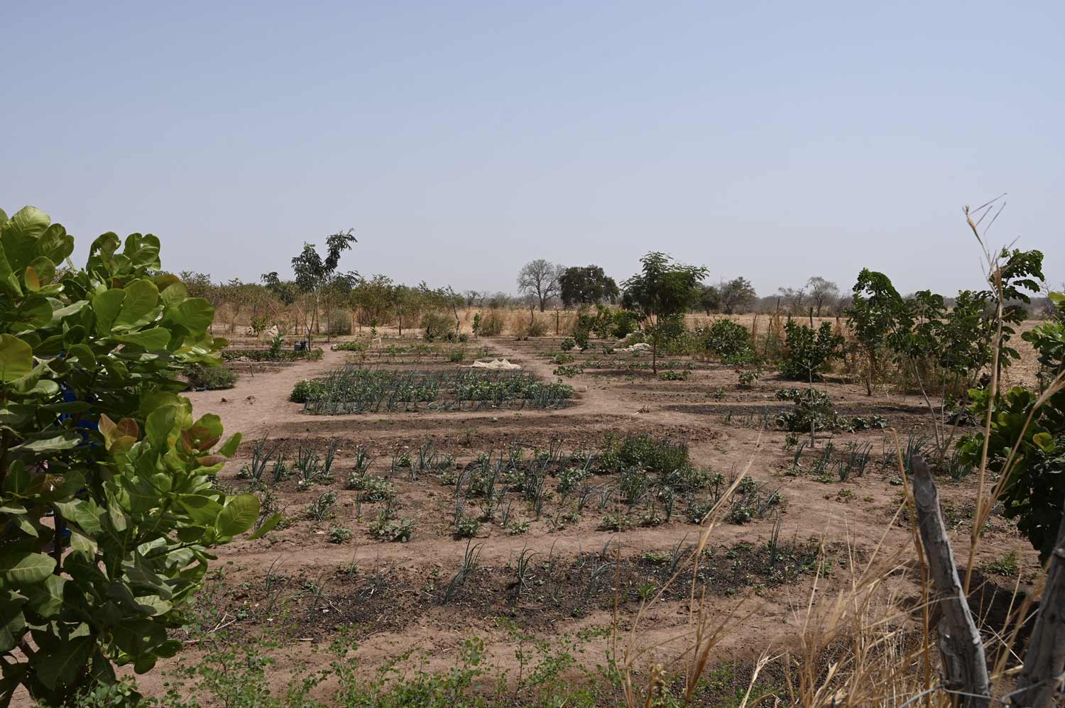 The Malem Wok wok garden in Dawady, Senegal – Transjardins – Transgardens