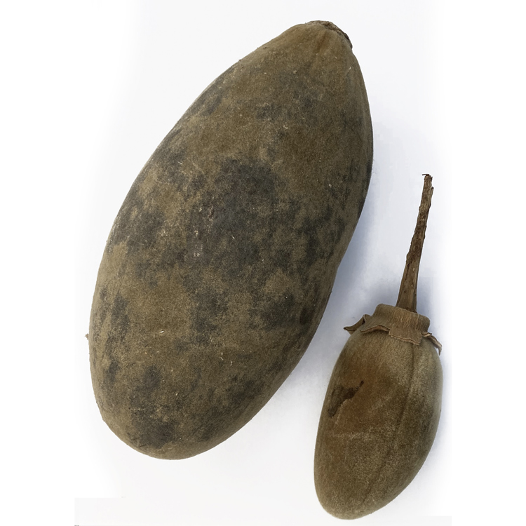 Discovering the Baobab fruit in Senegal – Transjardins – Transgardens