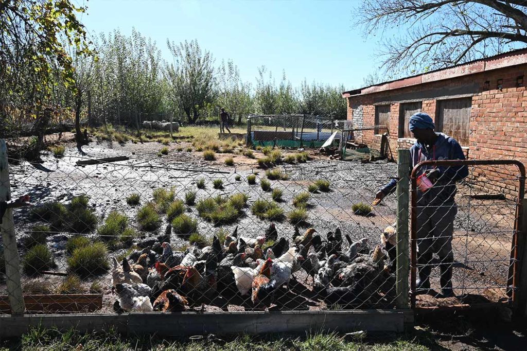 Free-range indigenous chickens at St Monica’s Farm, Lesotho ...