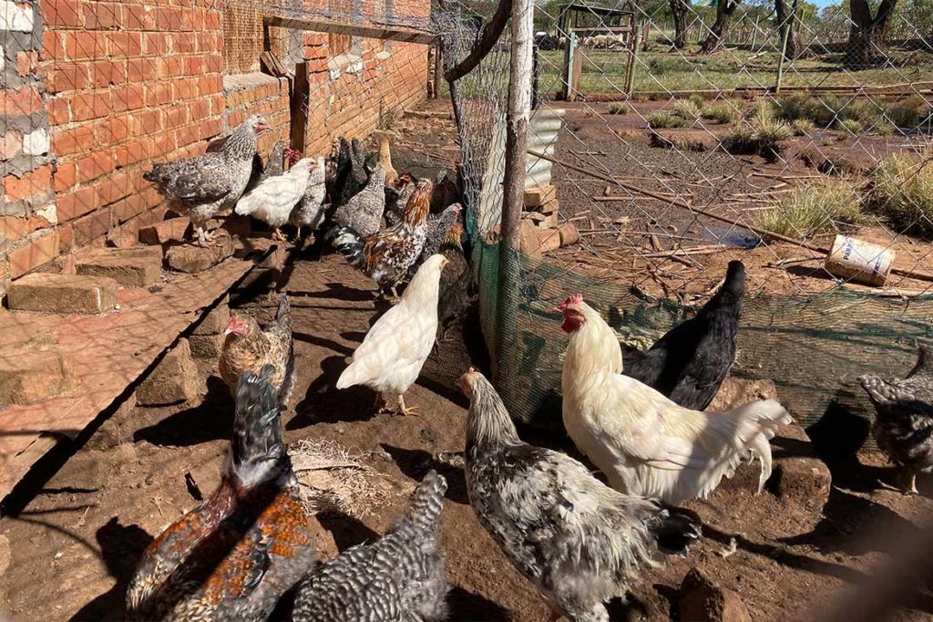 Free-range indigenous chickens at St Monica’s Farm, Lesotho ...
