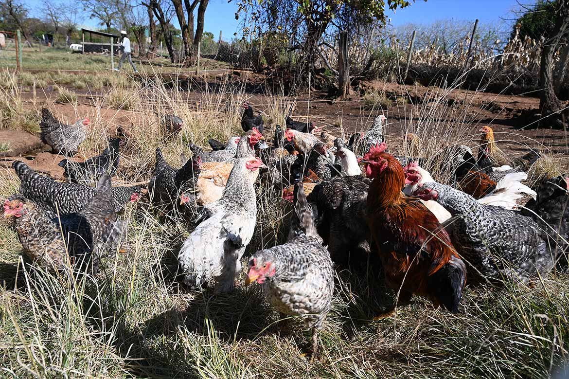 Free-range indigenous chickens at St Monica’s Farm, Lesotho ...