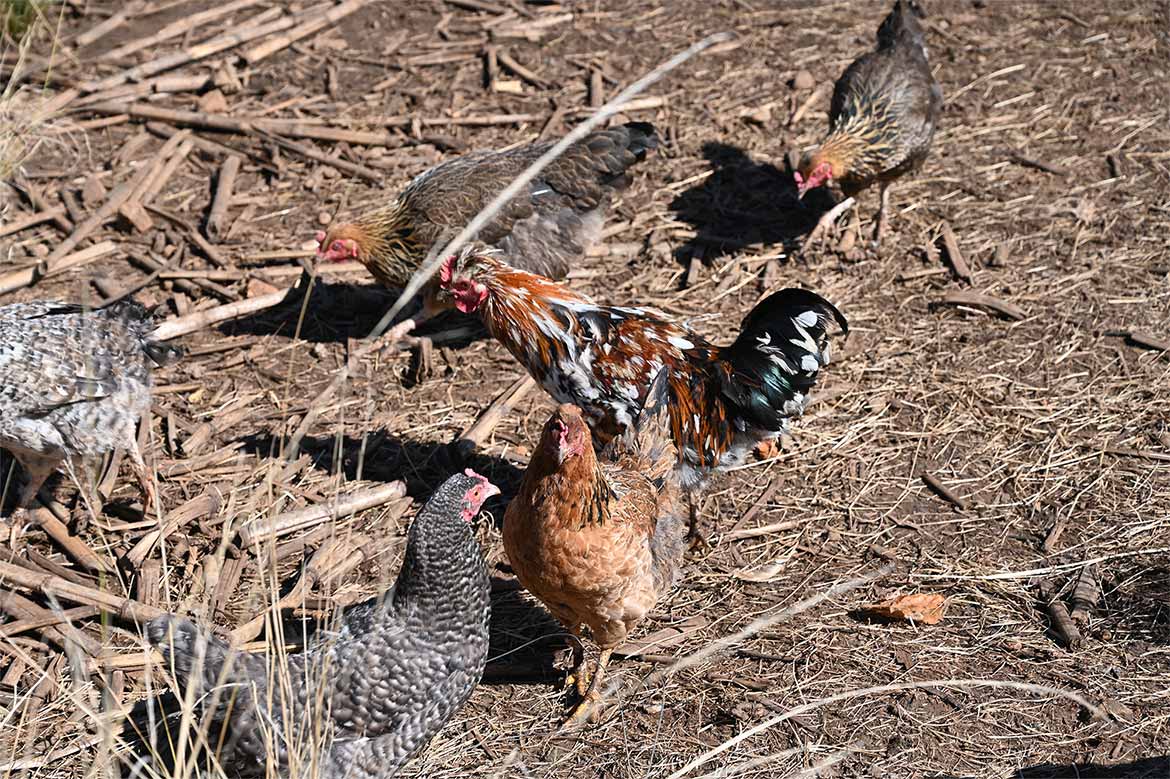 Free-range indigenous chickens at St Monica’s Farm, Lesotho – Transjardins
