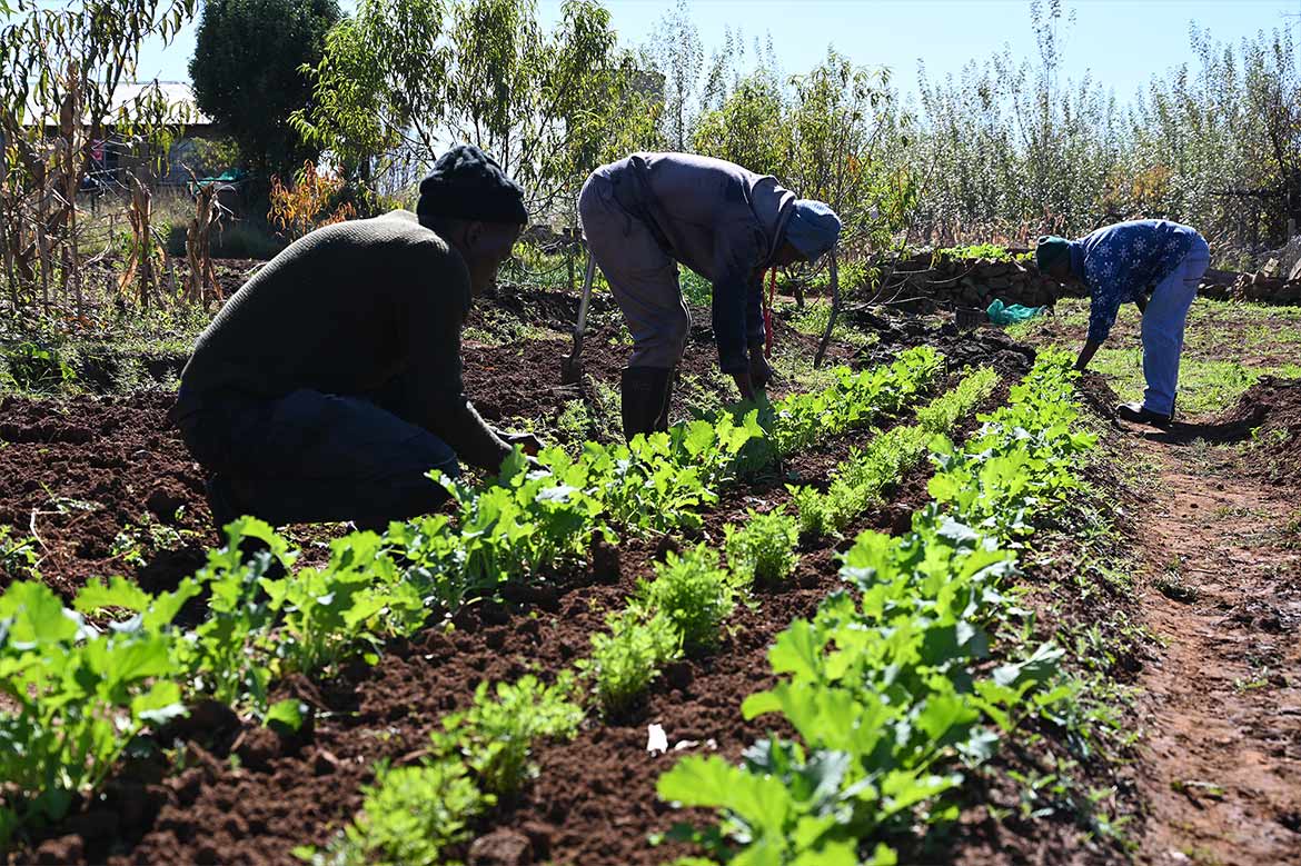 Preparing winter crops at St Monica’s Farm, Lesotho – Transjardins ...