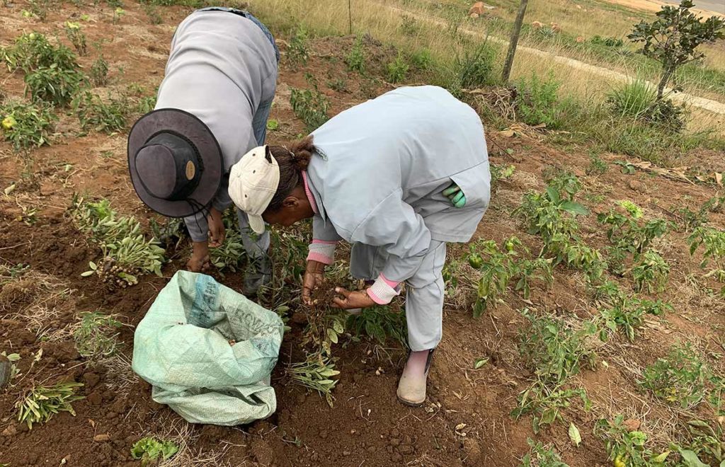 Harvesting Jugo Beans at the Garden of Skills, Eswatini – Transjardins ...