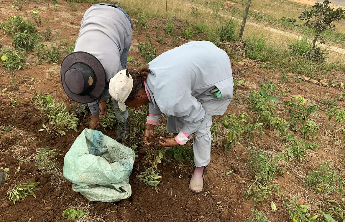 Harvesting Jugo Beans at the Garden of Skills, Eswatini – Transjardins