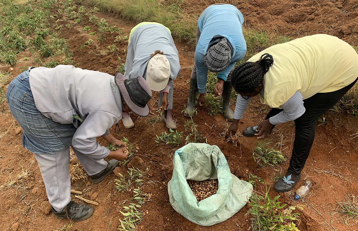 Harvesting Jugo Beans at the Garden of Skills, Eswatini – Transjardins