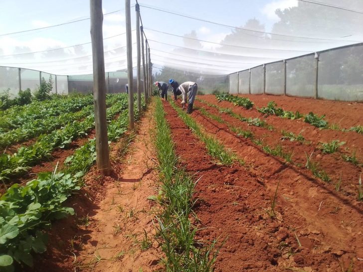 Garden plots at St Paul’s School in Lesotho – Transjardins – Transgardens