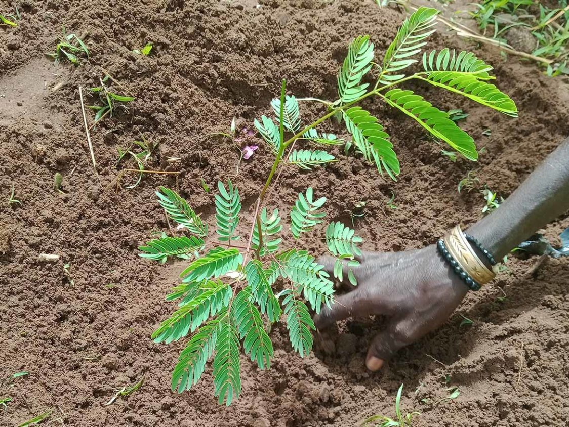 A Nursery of Fertilising trees at the Bala garden, Sénégal – Transjardins