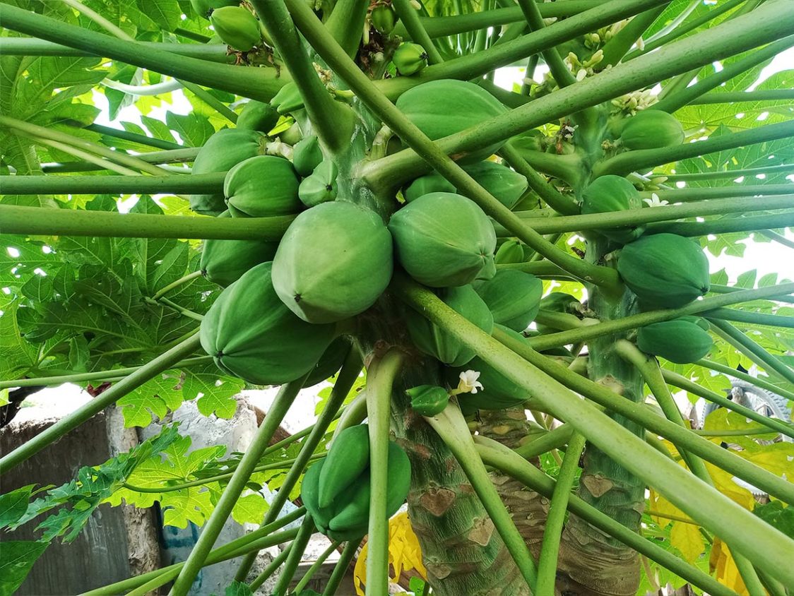 Le papayer du jardin de Bala, Sénégal – Transjardins – Transgardens