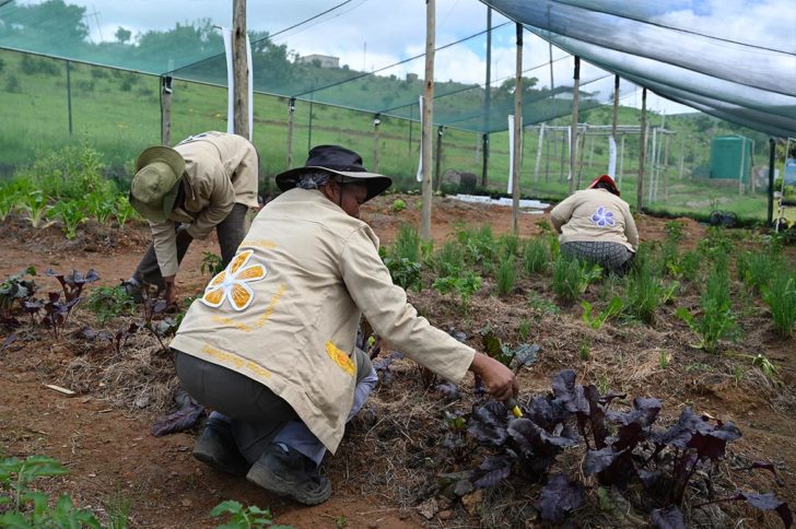 Greenhouse maintenance at the Garden of Skills, Malanti, Eswatini ...