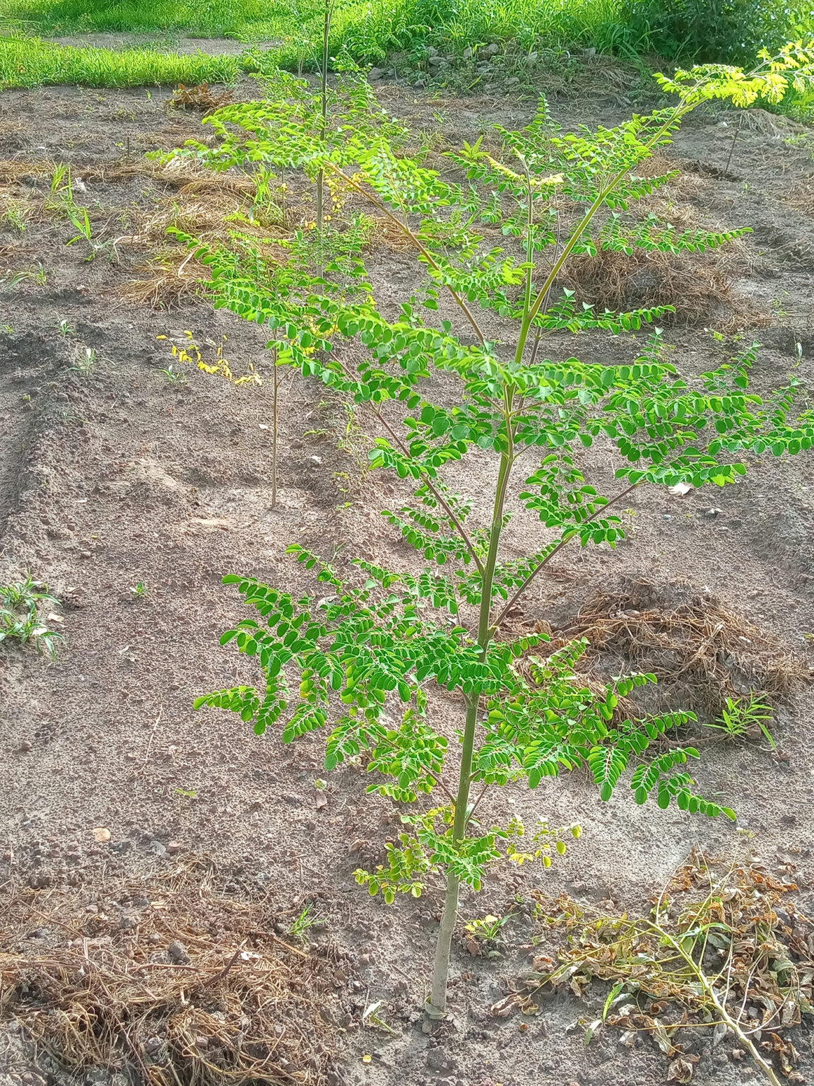 Planches de Moringa à Bala – Transjardins
