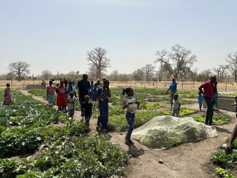Visite du jardin de Ndioum – Transjardins – Transgardens