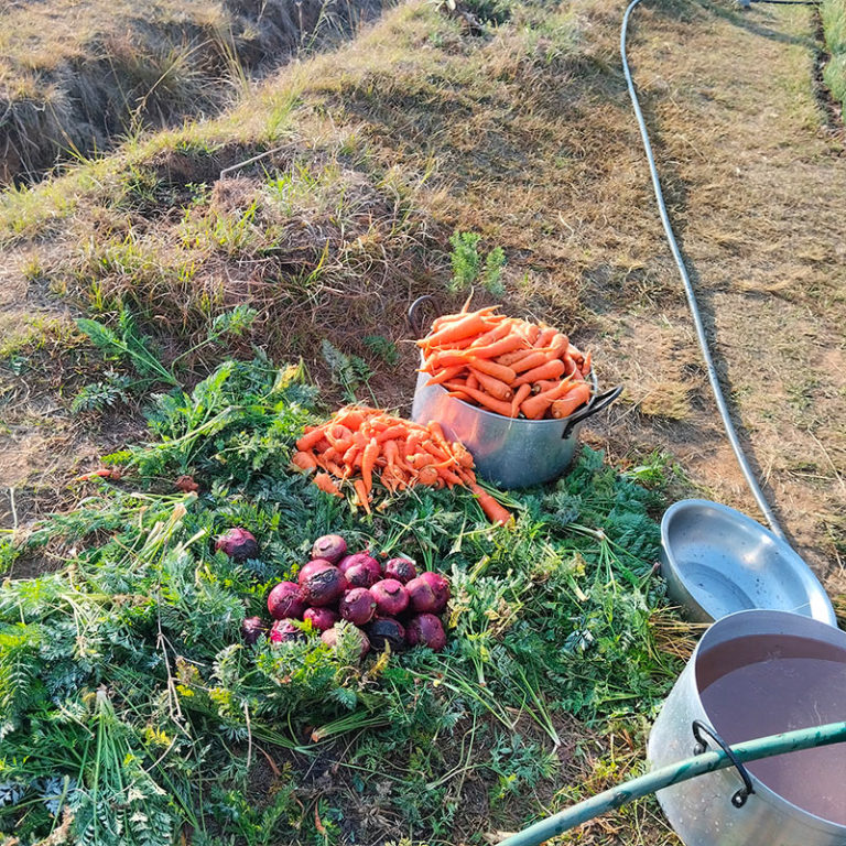 Harvesting vegetables for hospital distribution – Transjardins ...