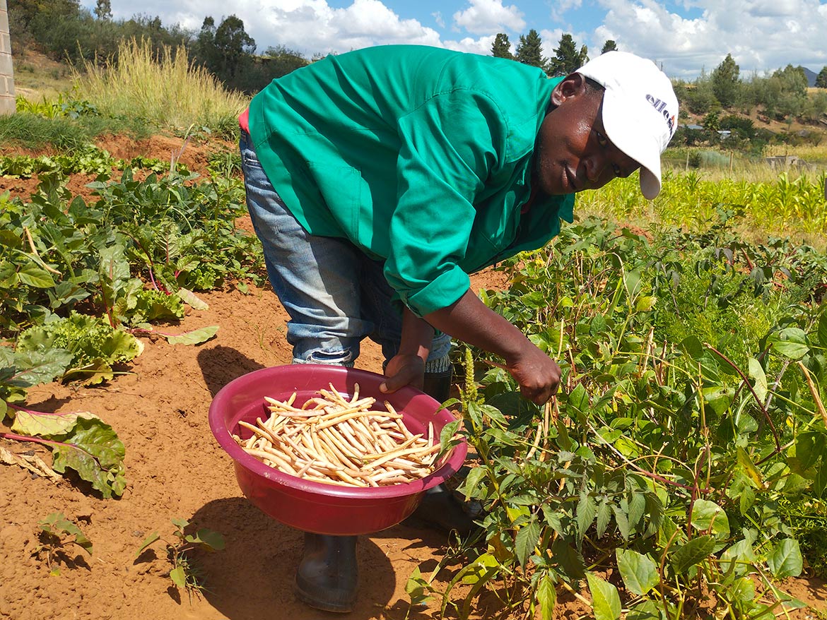Récolte Niebe à la ferme de Levi’s Nek – Lesotho – Transjardins