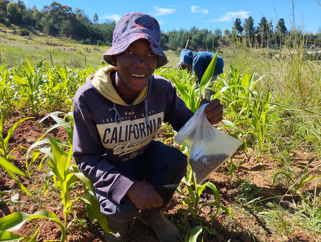Growing Milpa on the Levi’s Nek farm – Lesotho – Transjardins
